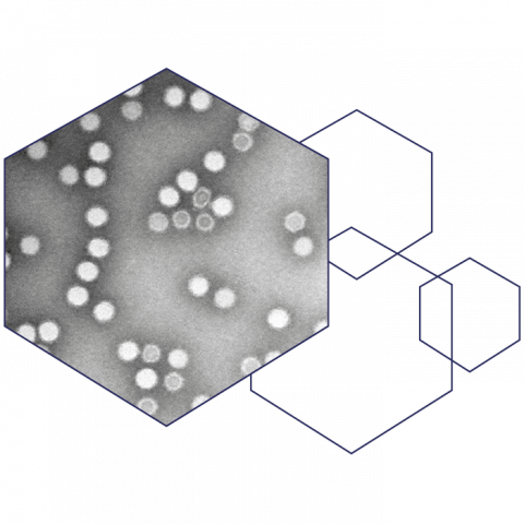 Scientific Foundation - 2A Pharma