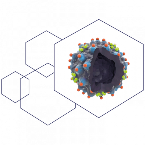 2AP01: AAVLP-HPV - 2A Pharma