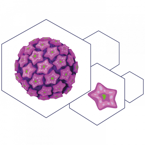 2AP01: AAVLP-HPV - 2A Pharma